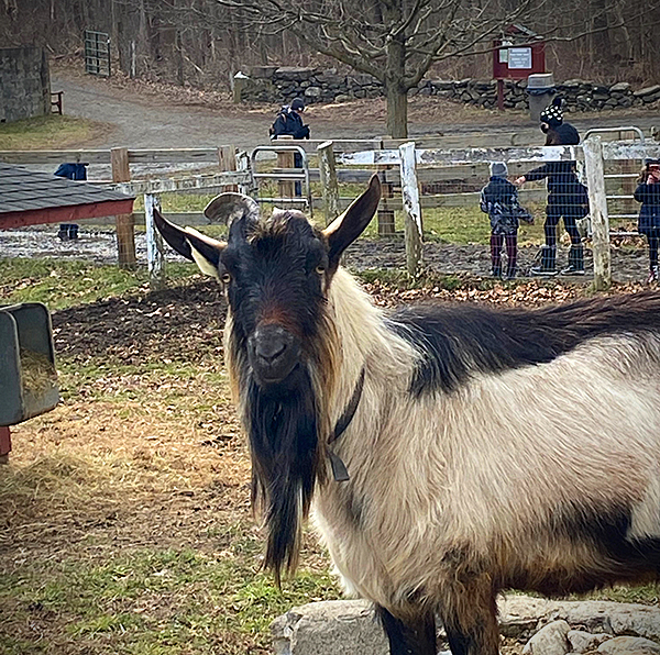 Muscoot Farm - Epicenter NYC